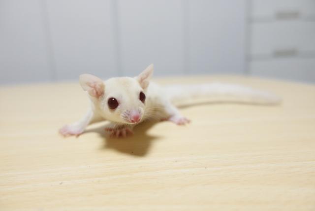 フクロモモンガ クリミノorアルビノ♂ - 子犬や子猫たちのペット販売情報が満載「ペットステーション」