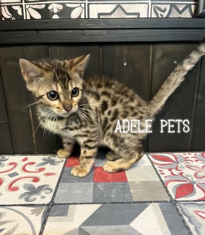 ADELE PETS（埼玉県） - 子犬や子猫たちのペット販売情報が満載「ペットステーション」