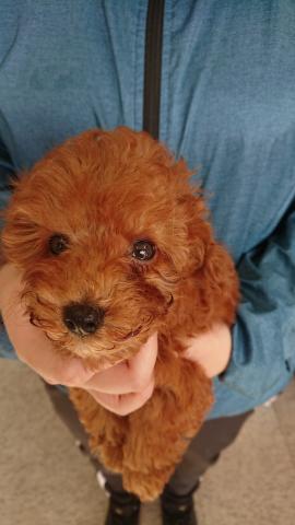 トイプードル - 子犬や子猫たちのペット販売情報が満載「ペットステーション」