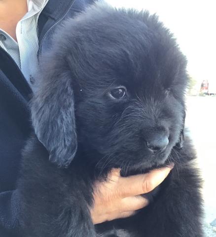 ZION（ザイオン）（千葉県） - 子犬や子猫たちのペット販売情報が満載「ペットステーション」