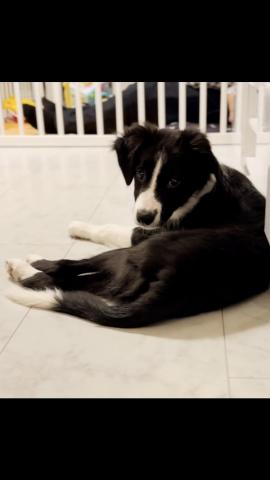 CHACHA-DOG（大阪府） - 子犬や子猫たちのペット販売情報が満載「ペットステーション」