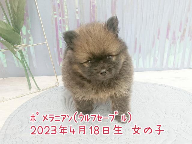 ディスワン高崎矢中店（群馬県） - 子犬や子猫たちのペット販売情報が満載「ペットステーション」