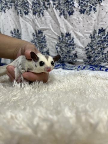 MOMONGA ふぁーすと（東京都） - 子犬や子猫たちのペット販売情報が満載「ペットステーション」