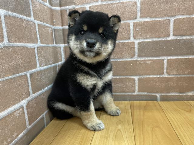 ビバペッツ板橋前野店（東京都） - 子犬や子猫たちのペット販売情報が満載「ペットステーション」