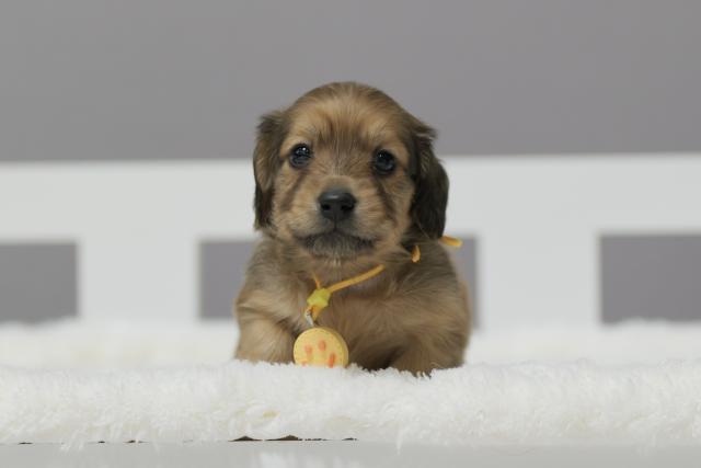 White Angel Kennel（大阪府） - 子犬や子猫たちのペット販売情報が満載「ペットステーション」