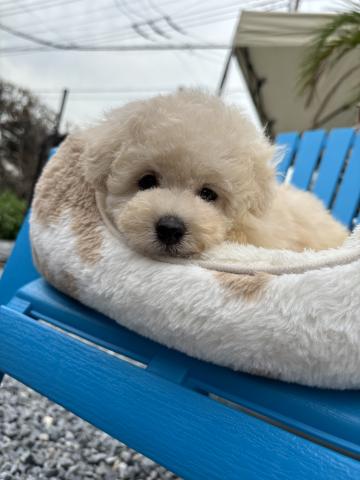 ペット一覧 - ADELE PETS - 子犬や子猫たちのペット販売情報が満載「ペットステーション」