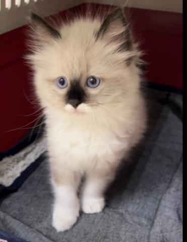 ペットアミ長岡店（新潟県） - 子犬や子猫たちのペット販売情報が満載「ペットステーション」