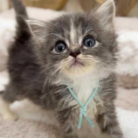 ペット一覧 - ADELE PETS - 子犬や子猫たちのペット販売情報が満載「ペットステーション」