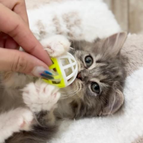 ペット一覧 - ADELE PETS - 子犬や子猫たちのペット販売情報が満載「ペットステーション」