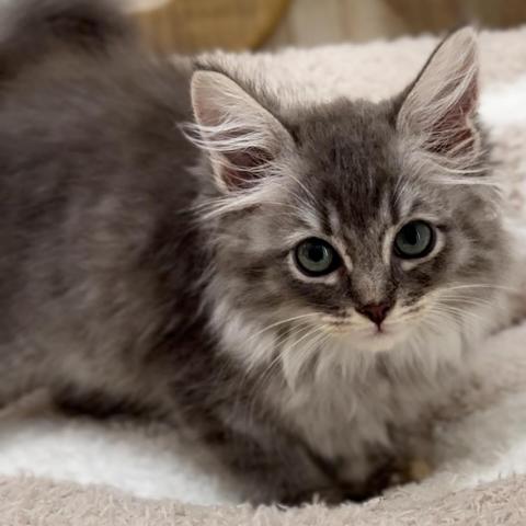 ペット一覧 - ADELE PETS - 子犬や子猫たちのペット販売情報が満載「ペットステーション」