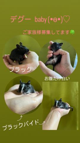 MOMONGA ふぁーすと（東京都） - 子犬や子猫たちのペット販売情報が満載「ペットステーション」