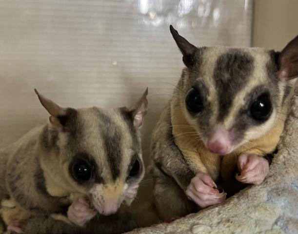 MOMONGA ふぁーすと（東京都） - 子犬や子猫たちのペット販売情報が満載「ペットステーション」