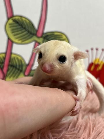 MOMONGA ふぁーすと（東京都） - 子犬や子猫たちのペット販売情報が満載「ペットステーション」