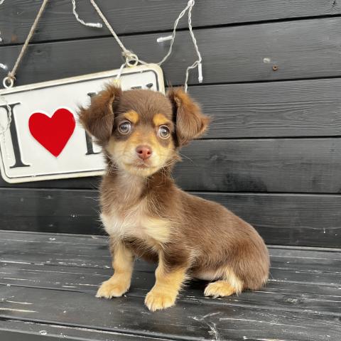 ペット一覧 - ADELE PETS - 子犬や子猫たちのペット販売情報が満載「ペットステーション」