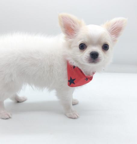 チワワ（ロングコート） - 子犬や子猫たちのペット販売情報が満載「ペットステーション」