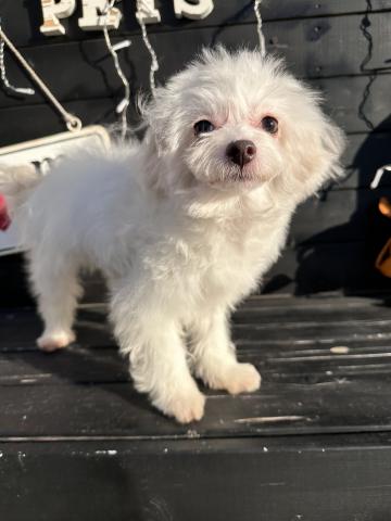 ペット一覧 - ADELE PETS - 子犬や子猫たちのペット販売情報が満載「ペットステーション」