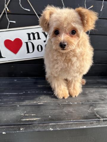 ペット一覧 - ADELE PETS - 子犬や子猫たちのペット販売情報が満載「ペットステーション」