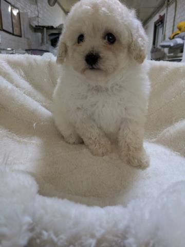 トイプードル - 子犬や子猫たちのペット販売情報が満載「ペットステーション」