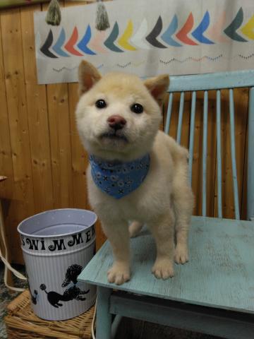 有限会社 カワムラ商会（三重県） - 子犬や子猫たちのペット販売情報が満載「ペットステーション」