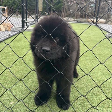 ペット一覧 - ADELE PETS - 子犬や子猫たちのペット販売情報が満載「ペットステーション」