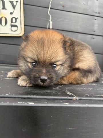 ペット一覧 - ADELE PETS - 子犬や子猫たちのペット販売情報が満載「ペットステーション」